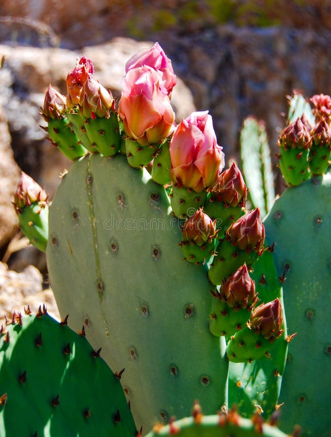 Cactus Beavertail Prickly Pear in Full Pink Bloom - Opuntia Basilaris ...