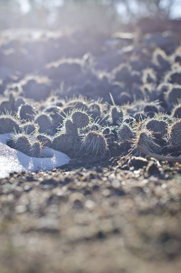 Cactus Bed stock photo. Image of outdoors, desert, nature - 95282796