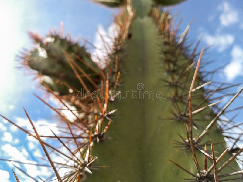 A Cactus Being Seen from Below Stock Image - Image of plant, twig ...