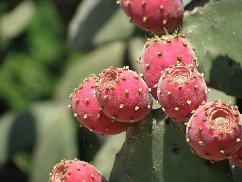 CACTUS berry stock image. Image of green, cactus, needles - 6396335