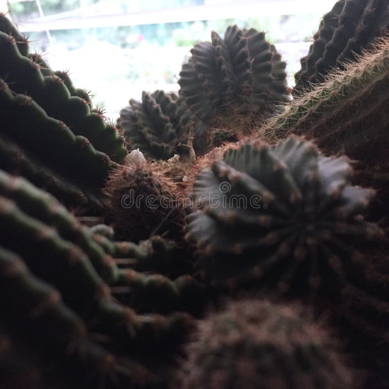 Cactus stock image. Image of green, russia, cactus, beautiful - 153194079