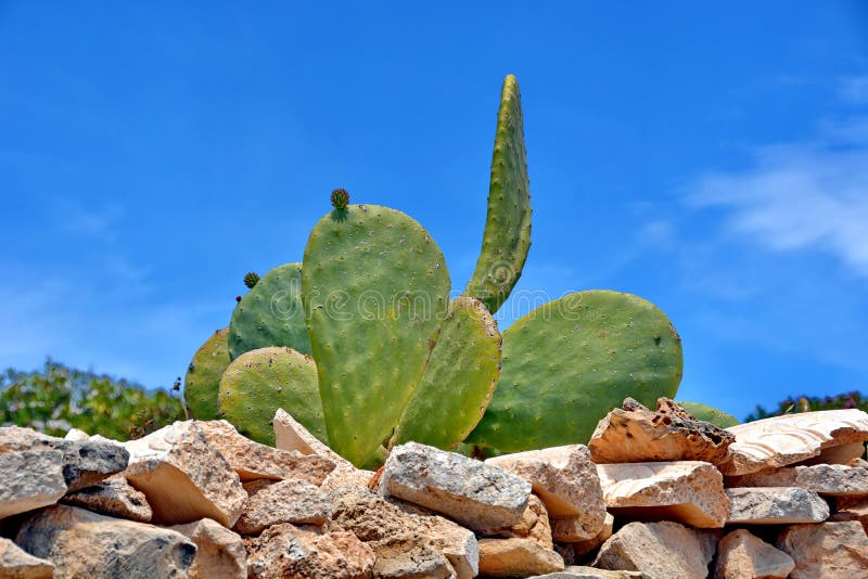 Cactus stock photo. Image of nature, beautiful, spines - 157512374