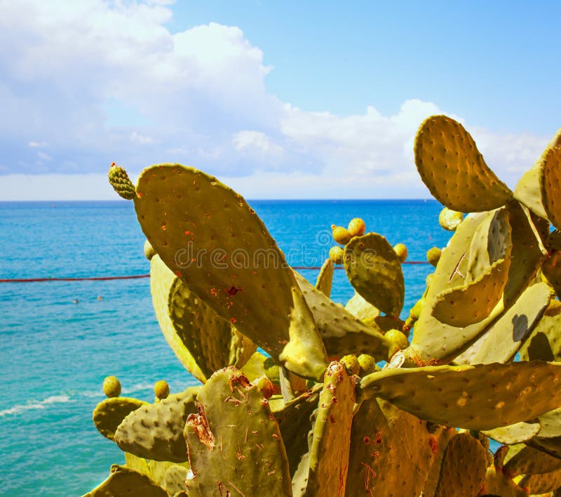Cactus and sea stock image. Image of turquoise, ocean - 43946437