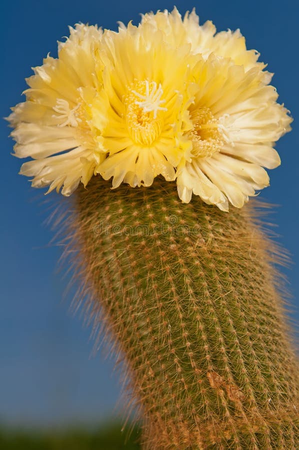 Cactus in Bloom stock photo. Image of floral, clear, detail - 21662636