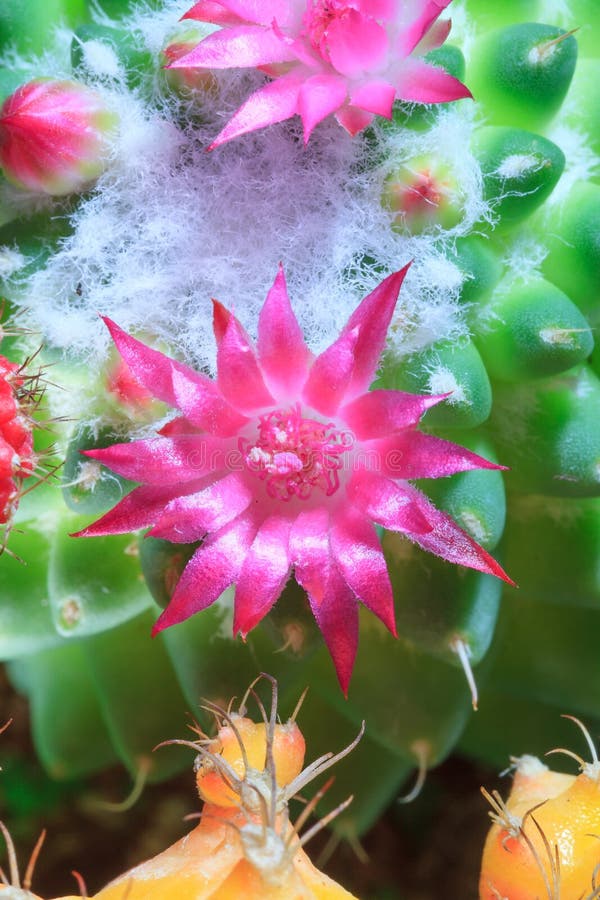 Cactus Bloom stock photo. Image of growth, garden, exotic - 25760092