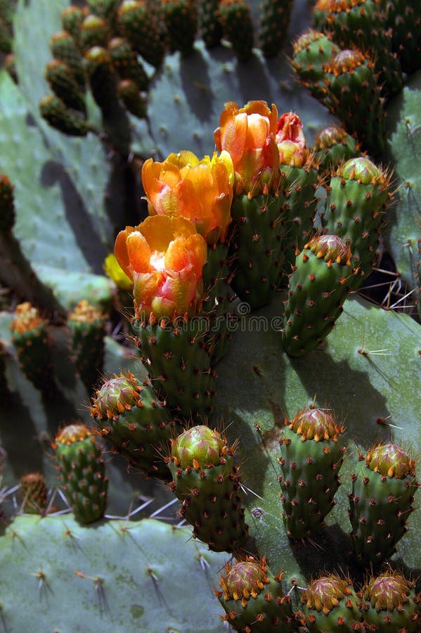 Blooming cactus flower stock image. Image of pink, blossom - 2374891