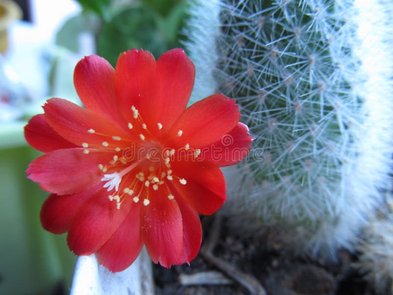 Cactus Bloomed Large Beautiful Red Flower on the Windowsill Stock Image ...