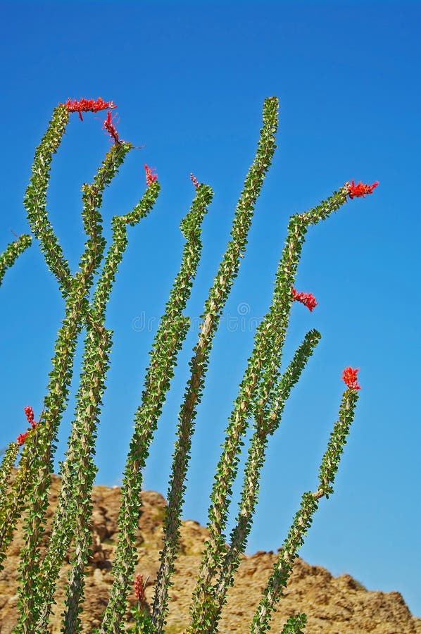 Cactus - Blooming Ocotillo stock photo. Image of staff - 19647040