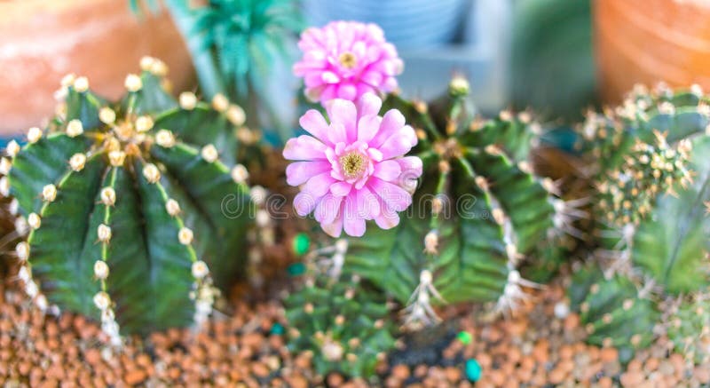 Cactus is Blooming a Pink Flower. it is Ornamental and Full of Python ...