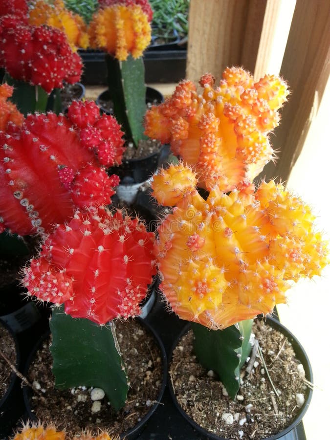 Cactus blooms stock photo. Image of yellow, blooms, garden - 54121062