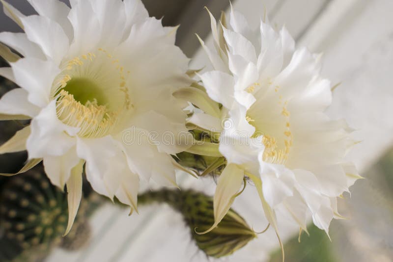 The cactus blooms white. stock image. Image of flowerpot - 122035929