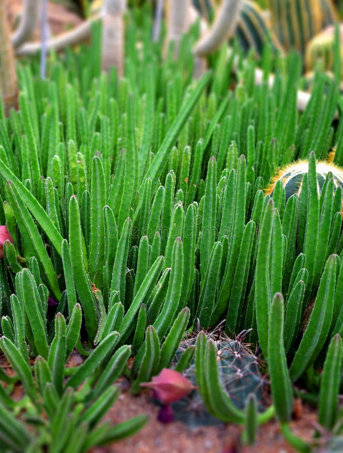 Close up of Cactus flower stock image. Image of garden - 153164863