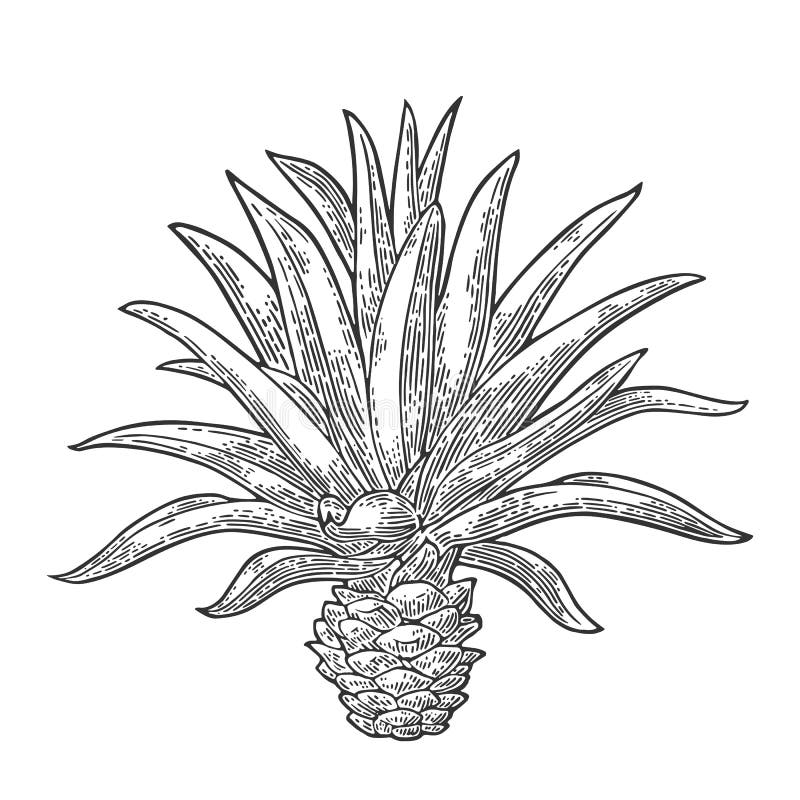 Blue Agave Plant Illustration