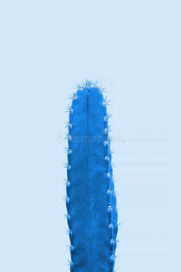 Cactus on blue background stock image. Image of desert - 133782905