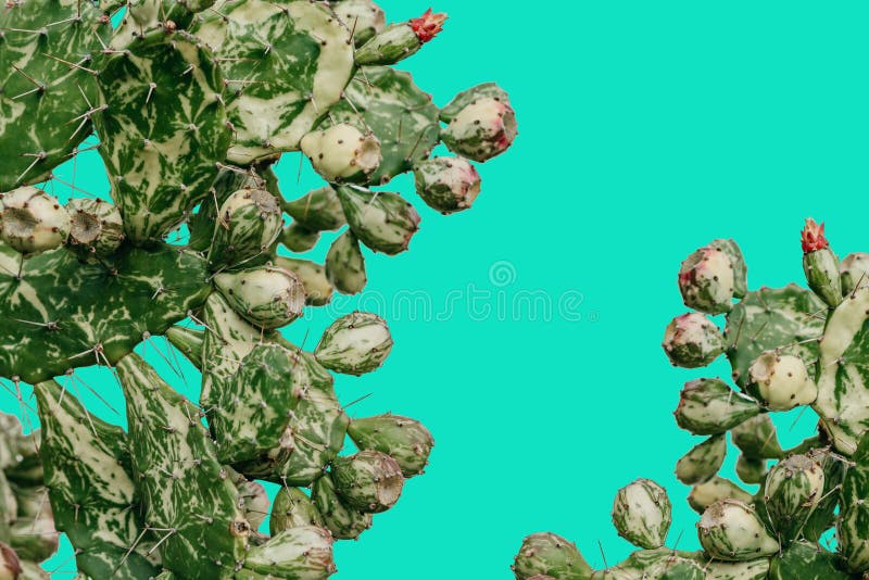 Cactus on a Blue Background in a Minimal Style Stock Photo - Image of ...