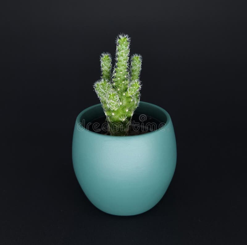 Cactus in a Blue Pot on a Black Surface Stock Image - Image of ...