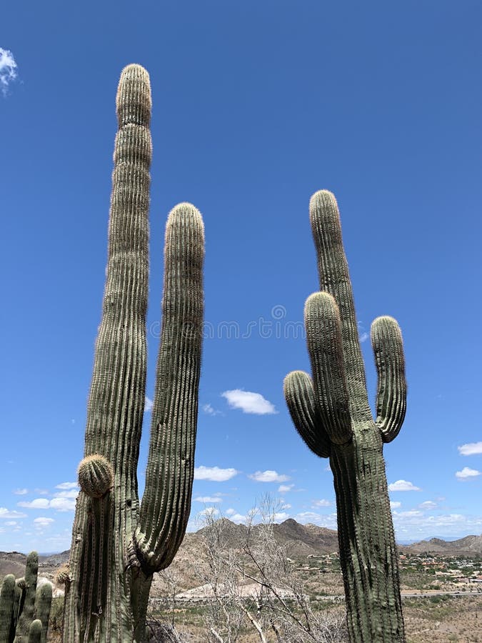 Cactus and blue sky stock photo. Image of cactus, nature - 150488658