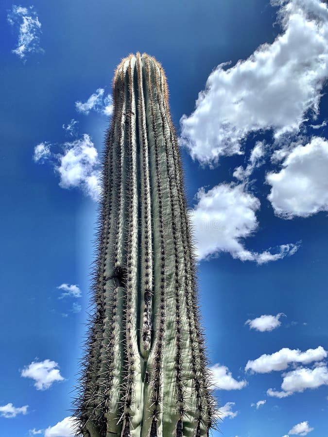 Cactus and blue sky stock image. Image of plant, mesa - 150488799