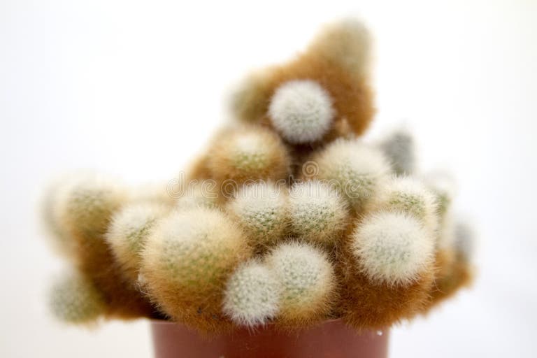 Cactus stock photo. Image of nature, spindles, cactus - 46882906