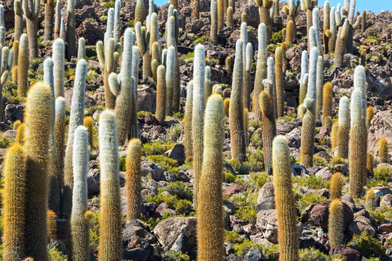 Cactus in Bolivia stock image. Image of uyuni, america - 54163131