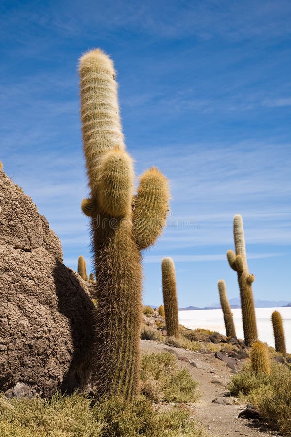 Cactus, Bolivia stock photo. Image of spiny, cactus, vegetation - 6357654