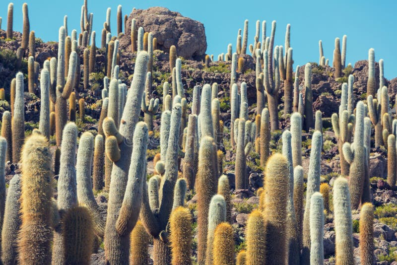 Cactus in Bolivia stock image. Image of cactus, isla - 71507231
