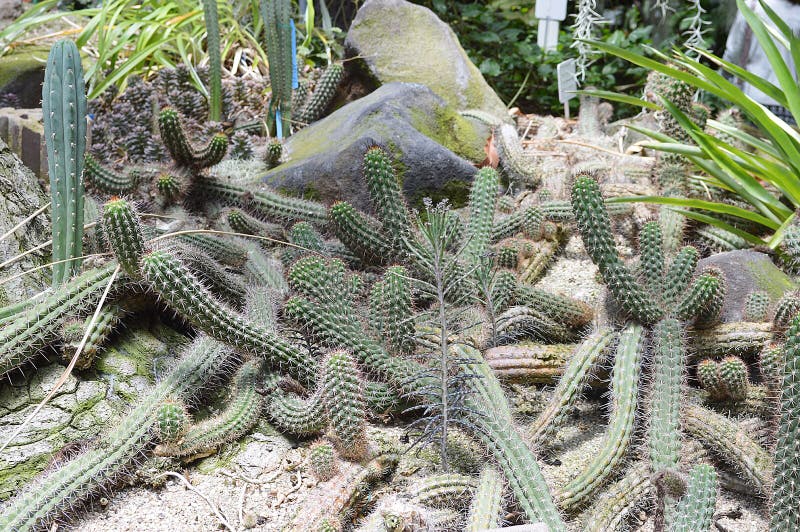 Cactus in botanical garden stock image. Image of cactus - 64239209