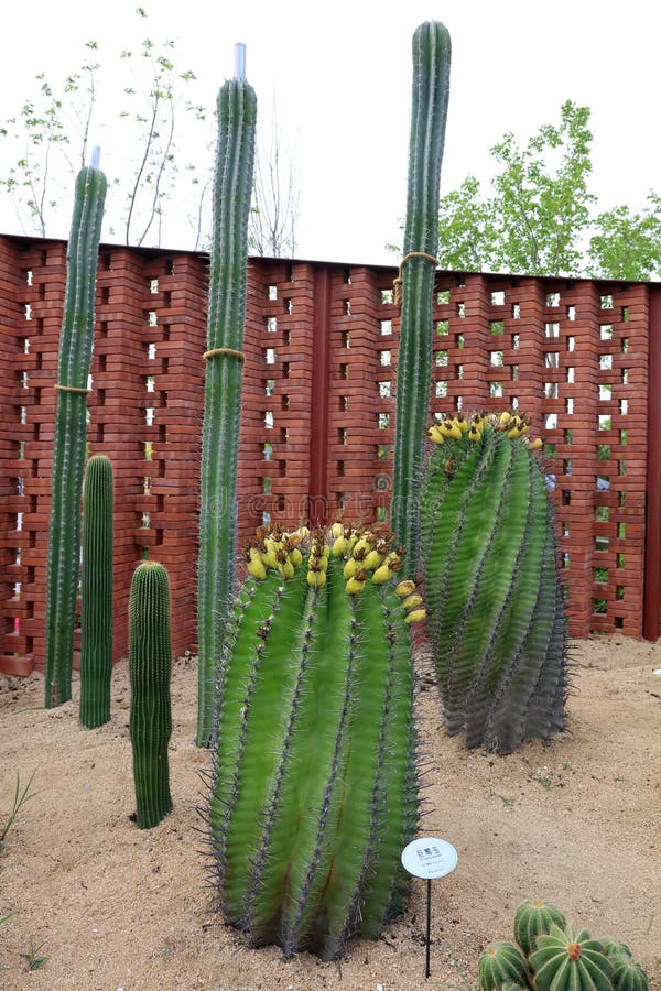 Cactus botany in a park stock image. Image of planting - 386435593
