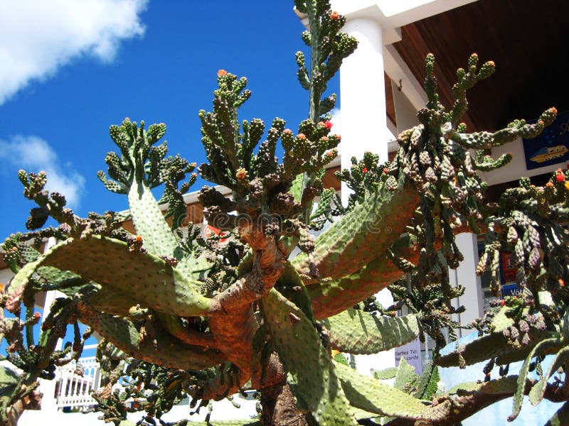 Cactus branch with fruit stock image. Image of garden - 382171795