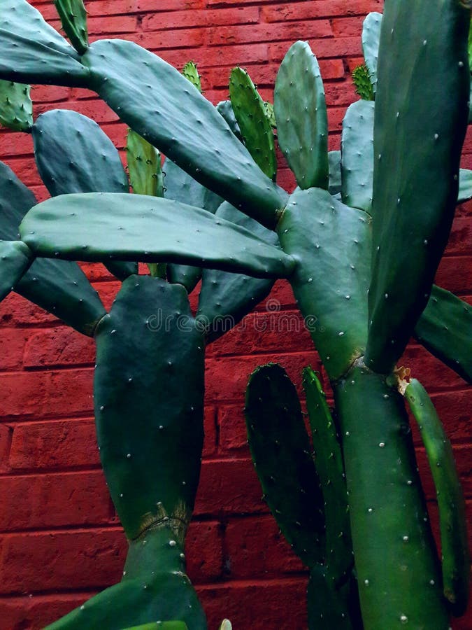 Cactus stock image. Image of colors, nature, deep, cactus - 93976149