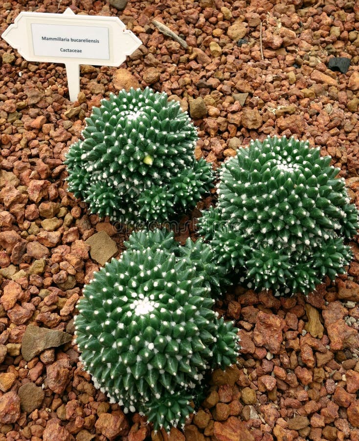 Mammillaria Magnimamma Conocida Como Chilitos Biznaga En El Estado De ...