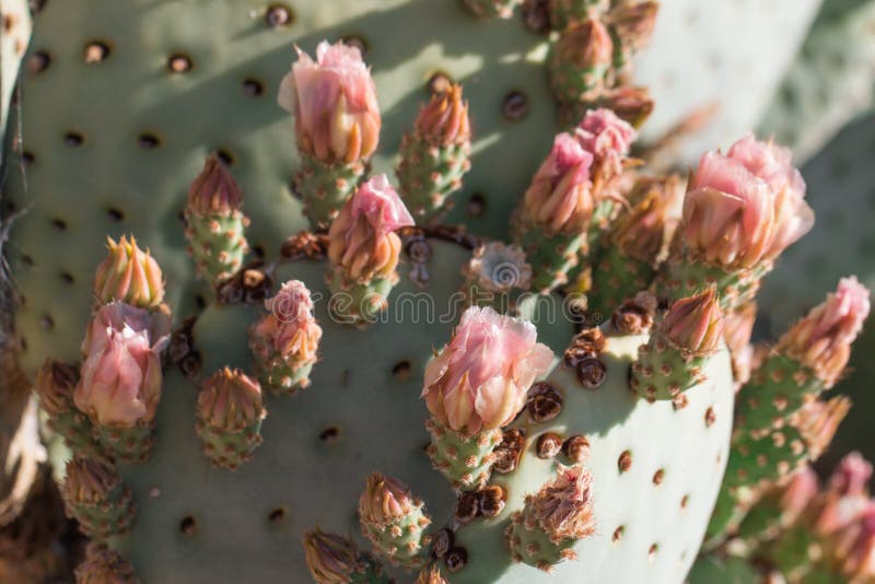 Cactus buds close up. stock photo. Image of blossom, growing - 90805978