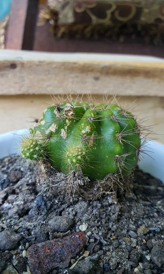 Cactus Buds Growing in the Morning and White Pot Stock Image - Image of ...