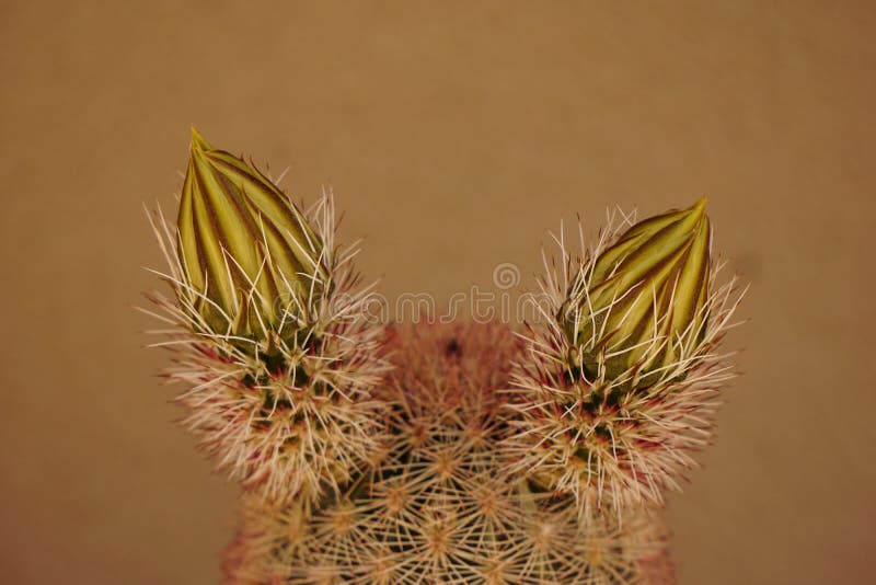 Cactus buds. stock image. Image of pretty, background - 55335579