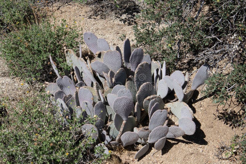 A Cactus Bush on the Desert in California Stock Photo - Image of desert ...