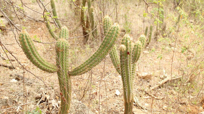 Cactus in the caatinga stock image. Image of alagoas - 262371175