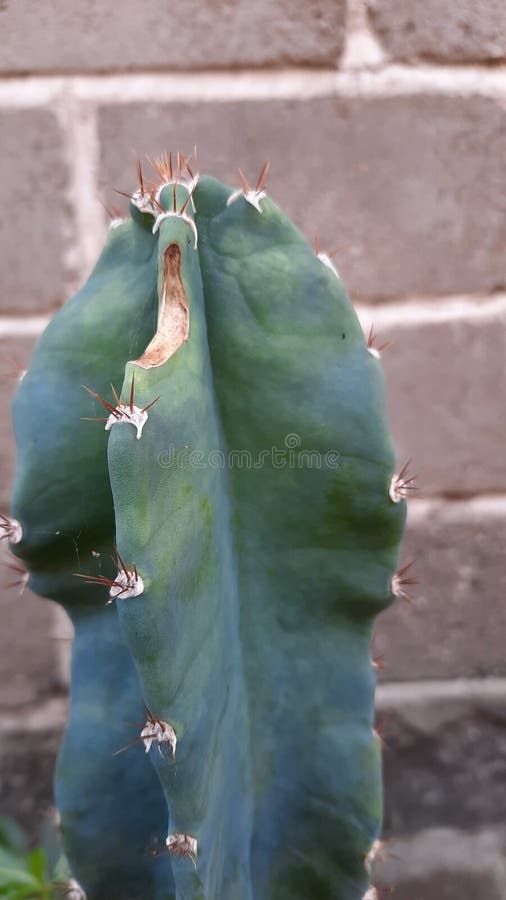 Cactus Cactaceae Old and Growing Stock Photo - Image of thorns, flower ...