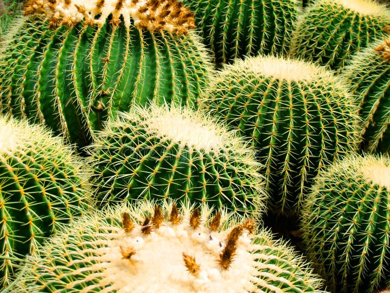 Cactus cacti stock photo. Image of flower, dessert, flora - 5439702