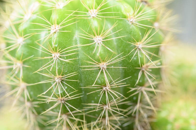 Cactus Cacti Closeup Neon Green Stock Image - Image of outdoor, floral ...