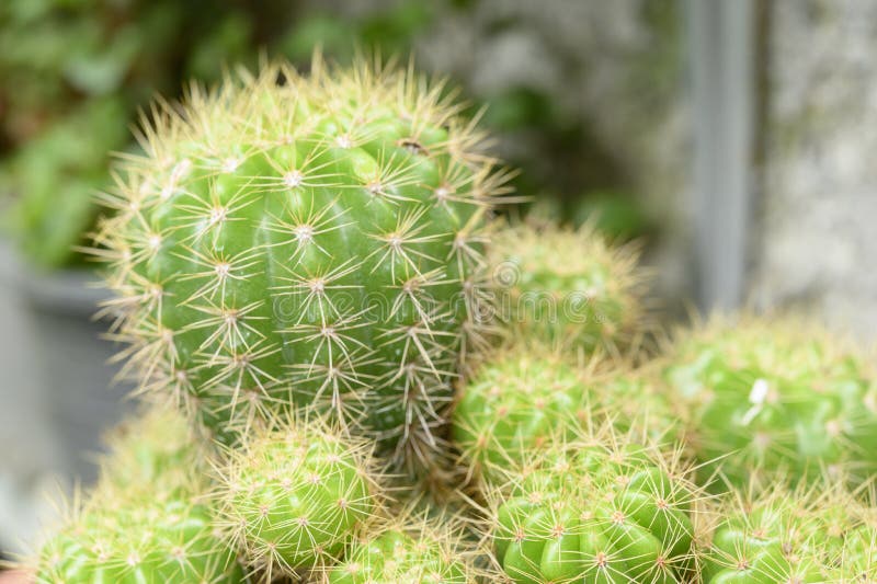 Cactus Cacti Closeup Neon Green Stock Photo - Image of plant ...