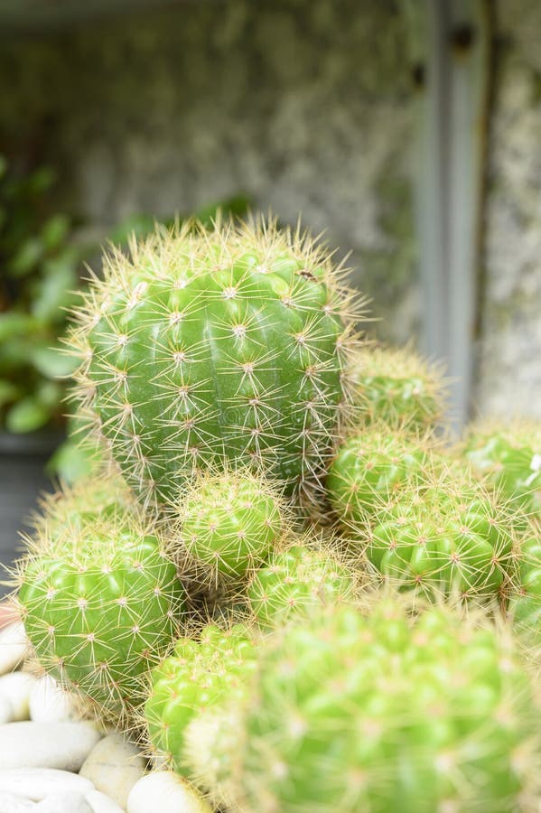 Cactus Cacti Closeup Neon Green Stock Image - Image of texture, growth ...