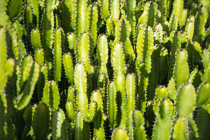 Cactus or Cacti Plants. Cactus Plants. Background Cactus with Spines ...