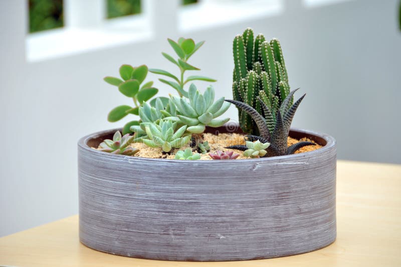 Cactus cactus flower pot stock image. Image of botany - 30313245