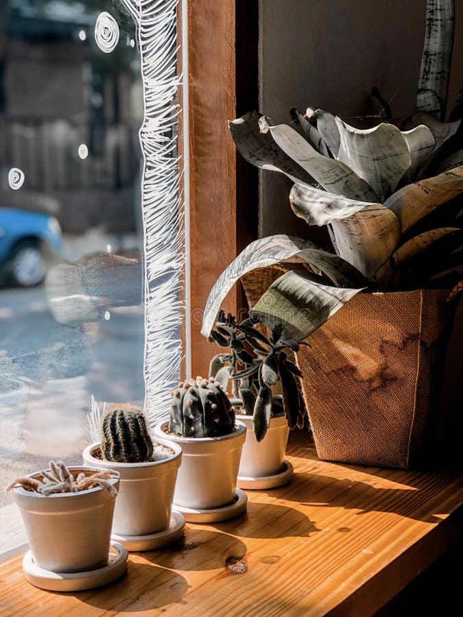 Cactus stock photo. Image of mood, thee, coffee, nature - 171182412