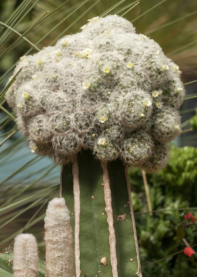 Cactus stock photo. Image of flora, cactus, growth, garden - 99775920
