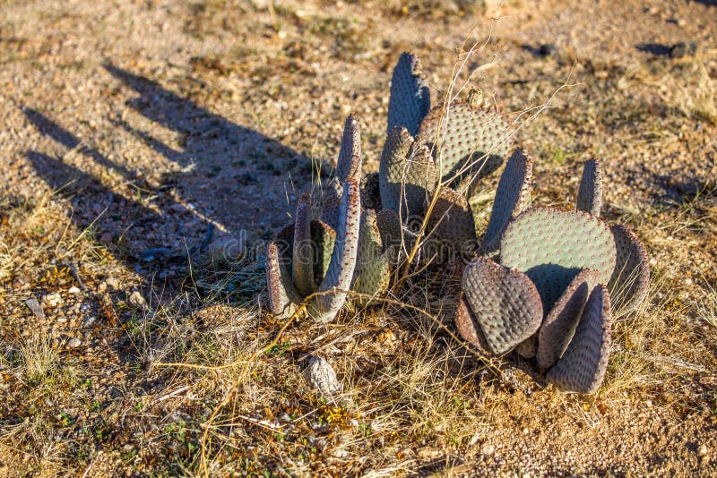 Cactus in California Desert - 2 Stock Photo - Image of nature, desert ...