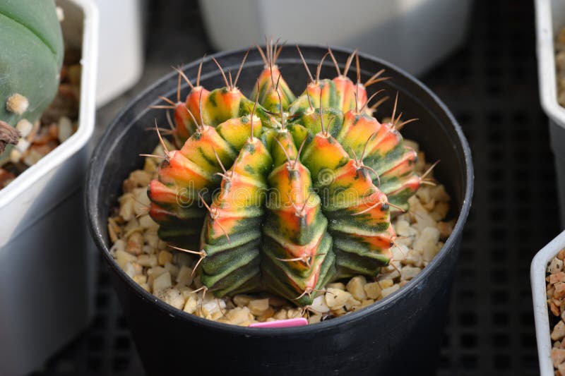 Cactus Calledgymnocalycium Mihanovichii Variegata Imagen de archivo ...