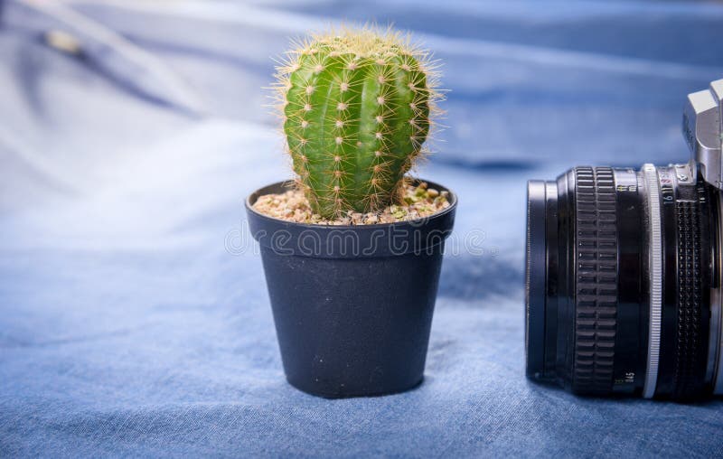 Cactus and Camera on Blue Blackground. Stock Image - Image of style ...
