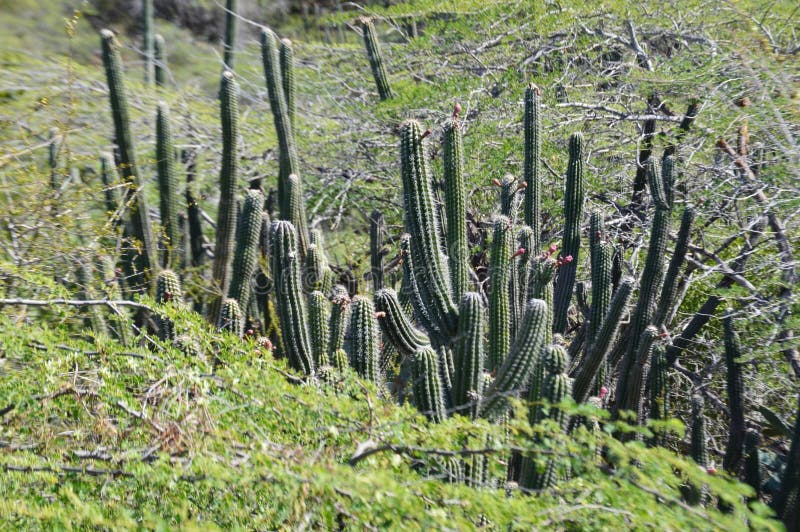 Cactus stock photo. Image of dominican, caribbean, world - 53640040