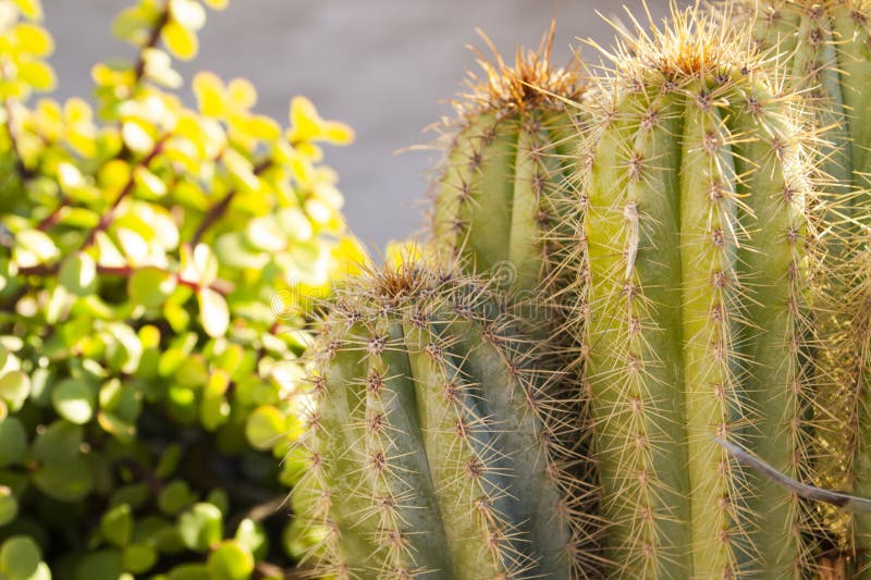 The Cactus Cereus Has Sharp Thorns. Commonly Grown and Easy To Care for ...